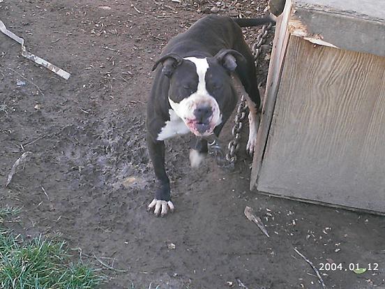 ALGUNOS EJEMPLARES EN LA HISTORIA PARTE 4.. PITBULL APBT