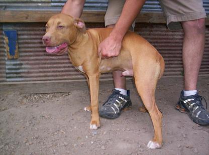 Can A Terrier Brasileiro Eat Slim Jim