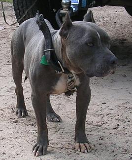 got me a whopper dog yall ;) | Go Pitbull Forums