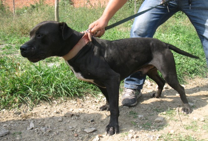 Pedigree Database: HBSY'S BLACK ELI