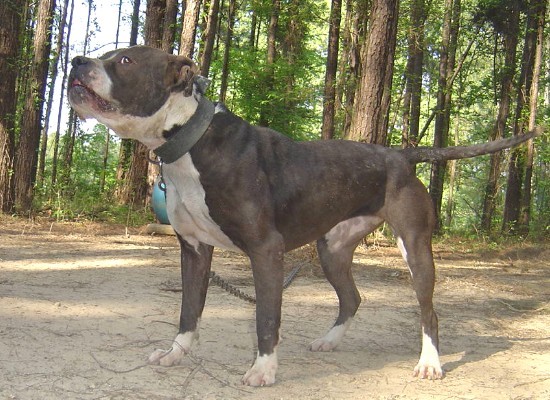 A BRIEF history of the TRUE APBT... - THE XL EVOLUTION