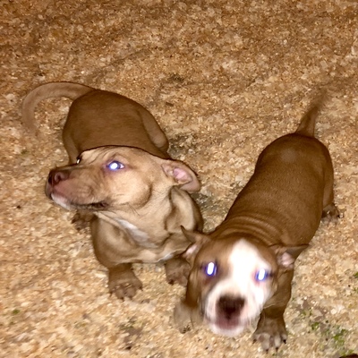 Redboy Jocko Bolio Pit Bulls