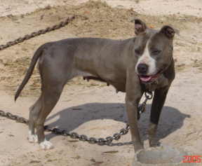 BLUE STEEL PITS BULLS