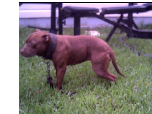ALGUNOS EJEMPLARES EN LA HISTORIA PARTE 4.. PITBULL APBT